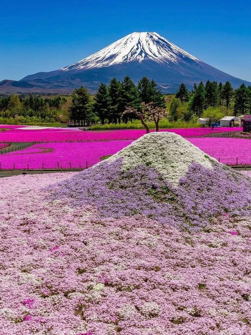 [One-day tour to Mount Fuji’s popular flower viewing spots] Oishi Park & Oshino Hakkai ...